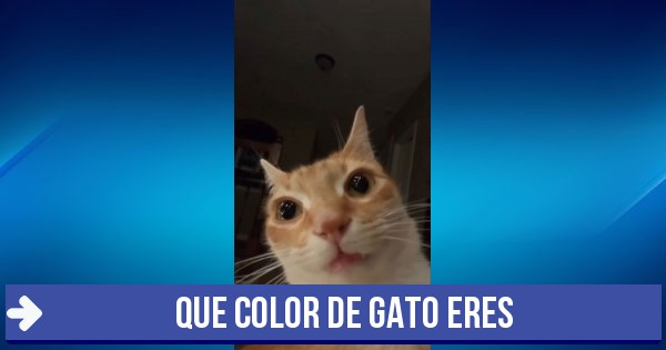 Test: Que color de gato eres