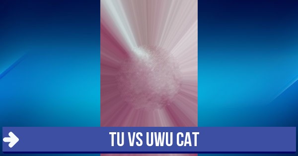 Test: Tu vs uwu cat