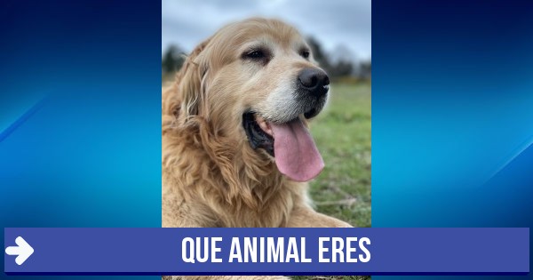 Test: que animal eres