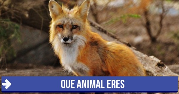 Zorrito - QUE ANIMAL ERES