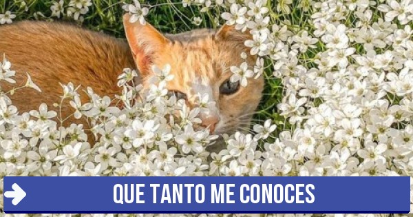 sabes mucho de miiiii - que tanto me conoces