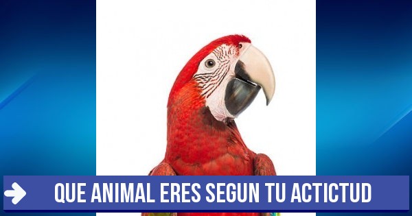eres un loro - que animal eres segun tu actictud