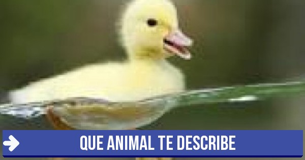 pato - Que Animal Te Describe