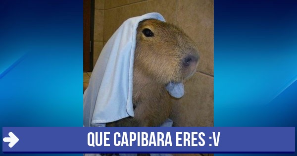Capibara señora - Que capibara eres :v