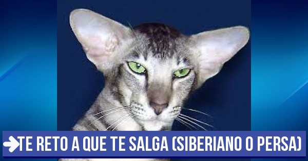 Oriental - te reto a que te salga (siberiano o persa)