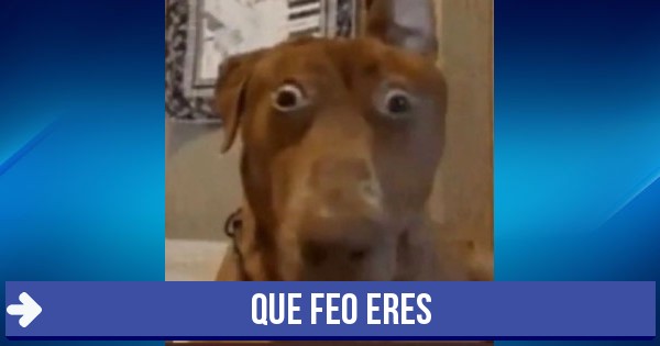 ERES MUY TONTOOOOOOOO IDIOTA - QUE FEO ERES