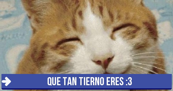 eres muy tierno :3 - Que tan tierno eres :3