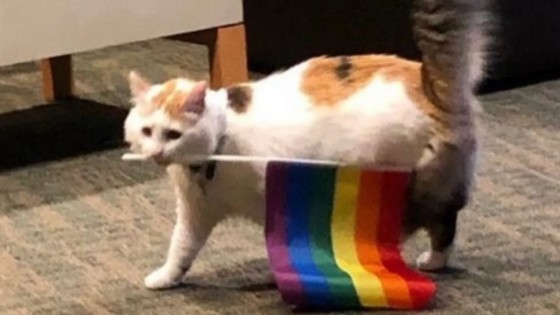 Gato homosexual - ¿Que gato eres?